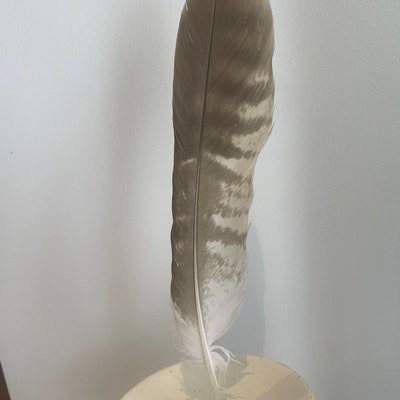 One Hawk Feather, Buzzard Feather, Raptor Bird of Prey Wing Feather ...