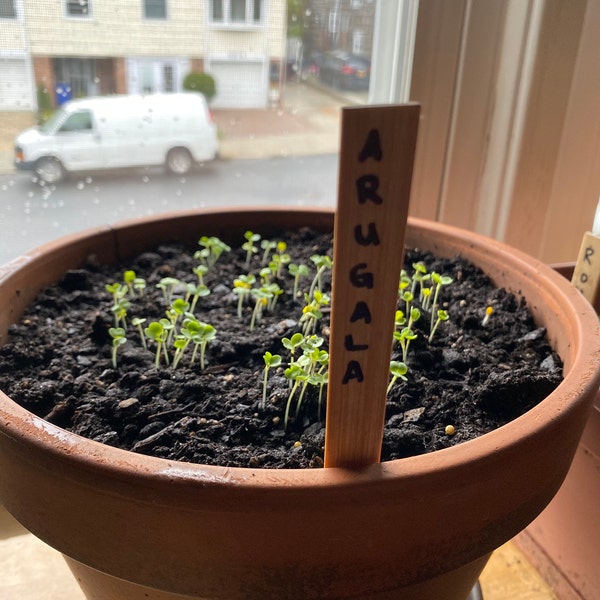 Heirloom Rocket Arugula Seeds - Organic, Non-gmo, Container Friendly ...