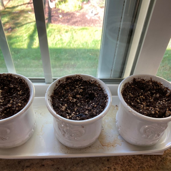 Flower Seed Paper Memorial Cards - in Loving Memory Plantable Paper ...