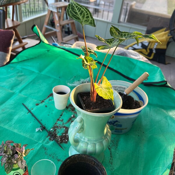 Syngonium Batik Starter Plant **(ALL Plants Require You to Purchase ANY ...