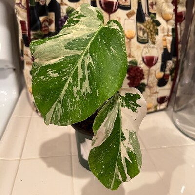 Albo Syngonium Syngonium Albo Variegated Rooted 4 - Etsy