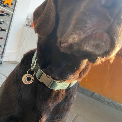 Funky Design Pet Dog ID Disc Tag. Stainless Steel Washer Style ...