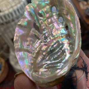 Small Hebrew Cone Seashells Conus Ebraeus 5 Shells Approx. 0.75 Inches ...