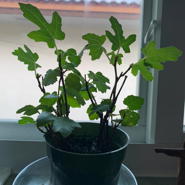Fignomenal Fig Tree 6 to 8 Inch Dwarf Fig Tree "ficus Carica" Live ...