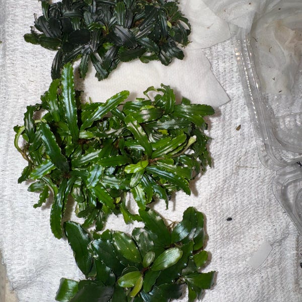 Java Fern 'petite' (microsorum Pteropus) Mat - Live Aquatic Plant for ...