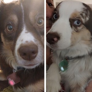 Frosted Dog Tag, Personalized Dog Tag, Dog Id Tag, Cat Name Tag, Pet ...