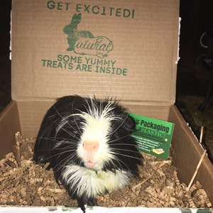 Hamster Gerbil Rat and Mouse Forage Mix - Etsy