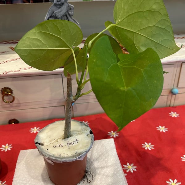 Silver Falls - Dichondra Plant. Ships in 4" Pot. We Do Not Ship to Ca ...