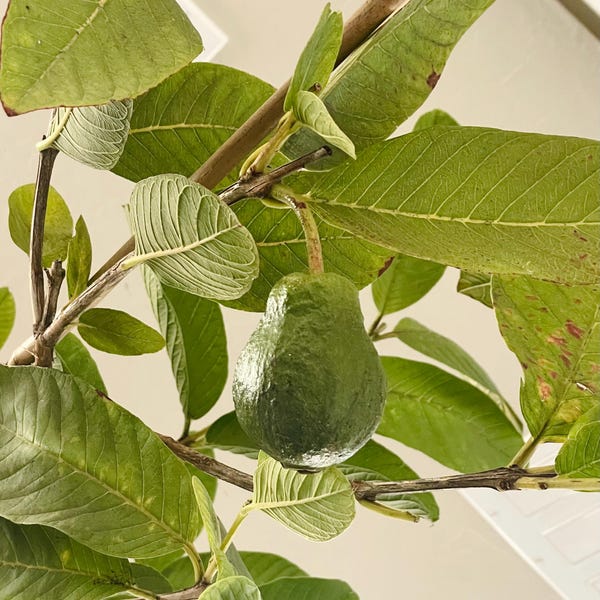 Guava ‘ruby Supreme’ - 2 to 3 Feet Tall - Ship in 3 Gal Pot - Etsy