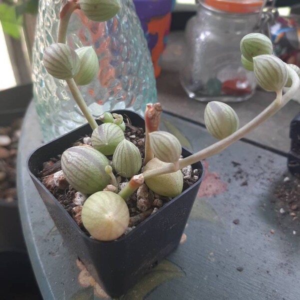 String of Watermelon Succulent Plant - Etsy