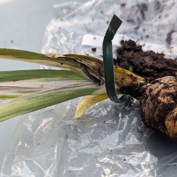 Bleeding Heart alba White Dicentra-bare Root Plant Spring Blooms, Easy ...