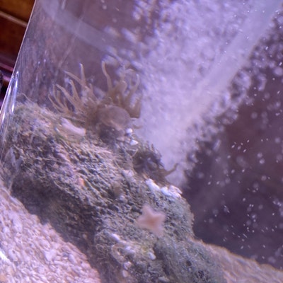 Live Frag Purple Fauchea Macro Algae Marine Saltwater Plant Reef ...