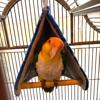 Handmade Cozy Bird Tent With a Perch. Perfect for Caiques - Etsy