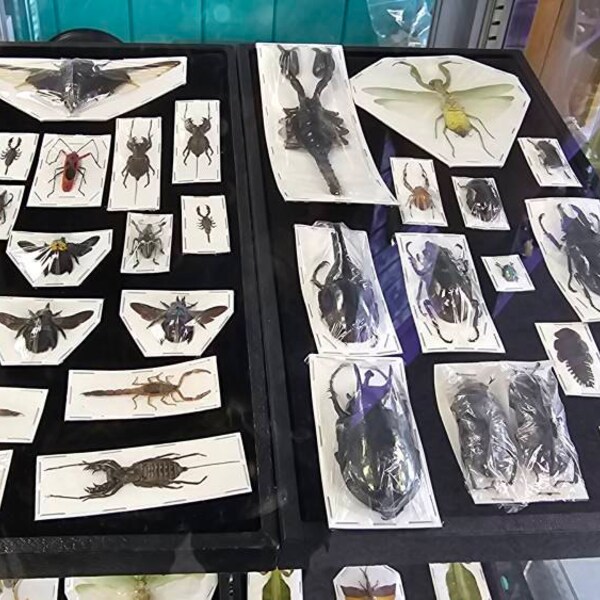 Assorted Bugs Insects Specimen Wholesale Mix Lot Bulk - Etsy UK