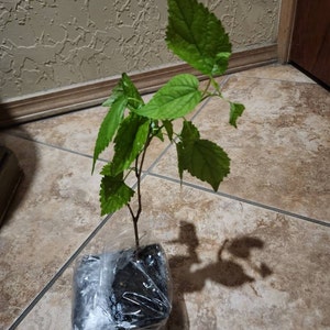 Spanish Needle Seeds - Etsy