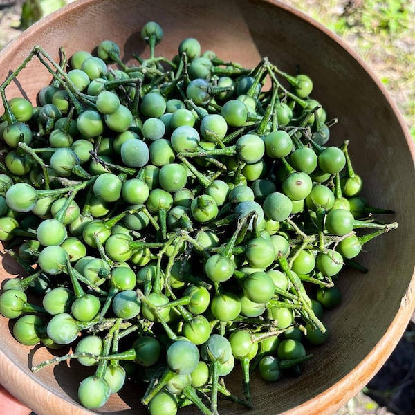 Fresh Whole Burdock Root, Gobo Root - Etsy