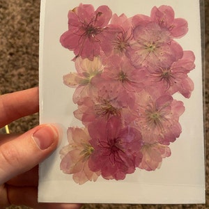 Pressed Flowerslight Pink Pressed Flowers12 PCS/PACK Pink - Etsy