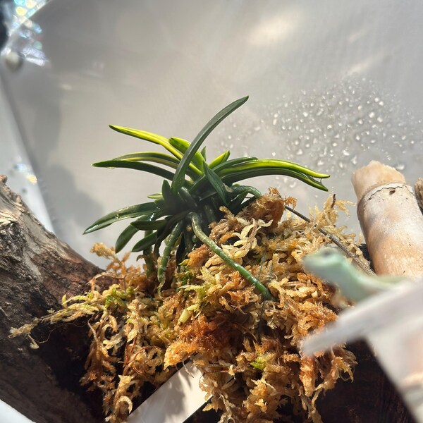 Neofinetia Falcata Fugaku 富嶽/orchid/vanda/fragrant/miniature/variegated ...