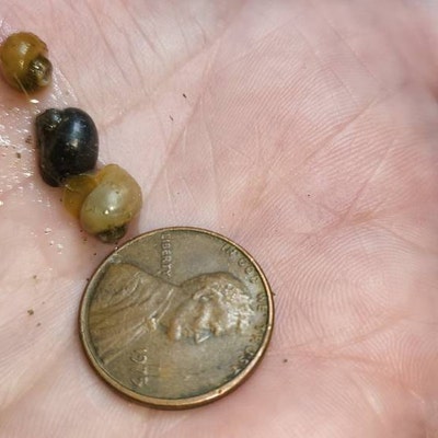 Super Snello 8oz, Aquatic Snail Food, Dehydrated, Snail Jello, Mystery ...