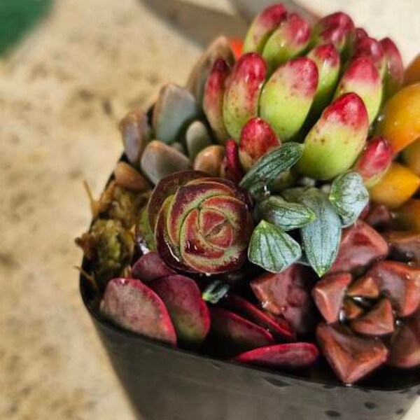 Point Loma Succulent Garden - Large Live Succulent Arrangement Gift and ...