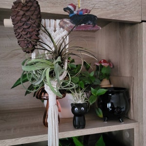 Starter Pack Live Aquarium Plant Aquatic Tropical Fish Java Moss Crypt ...