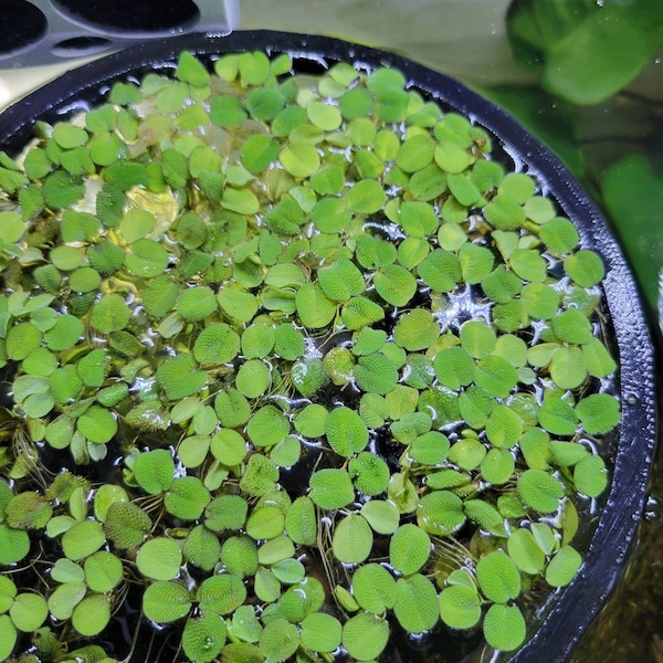 Dwarf Water Lettuce, Pistia Stratiotes, Live Aquarium Plant 12 Plants ...