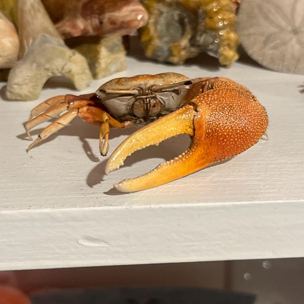 Spider Crab Platymaia Alcocki Crab Taxidermy Oddities - Etsy