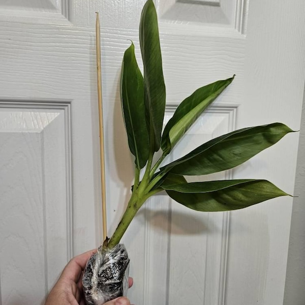 Voodoo Queen**small Rooted Tropical Hibiscus Starter Plant**ships Bare ...