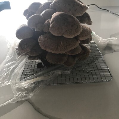 Shiitake Mushroom Growing Kit FREE SHIPPING - Etsy