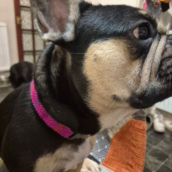Turquoise Aqua Blue Harris Tweed® Dog Collar Optional Bow Lead Rose ...