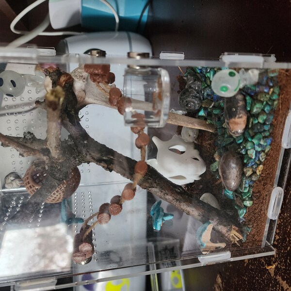 Jumping Spider or Tarantula Cubone Skull Decoration - Etsy