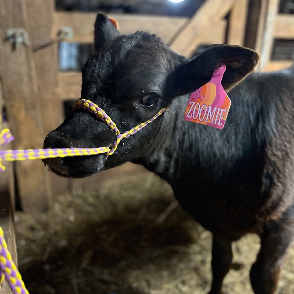 Custom Cattle Ear Tags -UV Printed NO Vinyl Used - Personalized ...