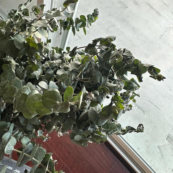 Fresh Eucalyptus Shower Bundle, Eucalyptus Shower Bundle, Indoor ...