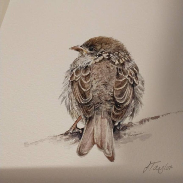 YOUNG SPARROW: Signed Print of a Watercolour Painting by Jan Taylor ...