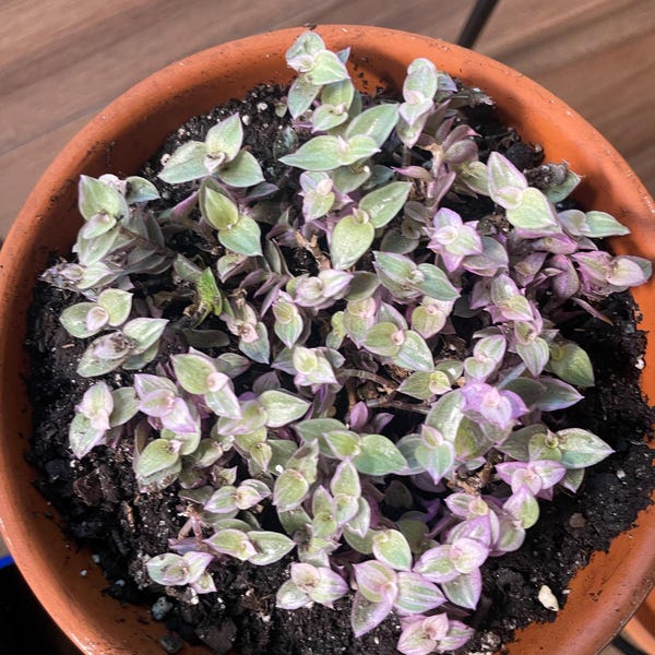 Sedum Dasyphyllum Major Blue Tears Sedum Live Succulent Plants 2" 4” 6 ...
