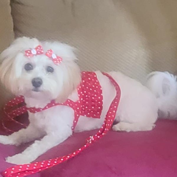 Dog Harness - Star Spangled Easy-on Dog Harness - 9 Sizes - Etsy