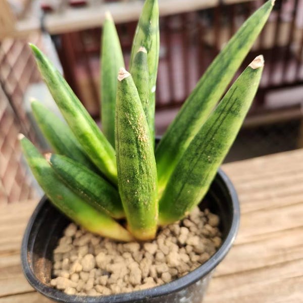 Sansevieria Hedgehog Live Plant – Unique Spiky Snake Plant – Low ...