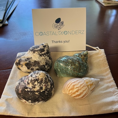 Conch Florida King Crown Conch Seashell Handpicked on Marco Island or ...