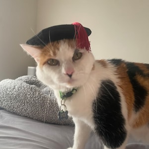 Mini-sized Graduation Cap Cat Hat for Your Cat FREE SHIPPING Add-on ...