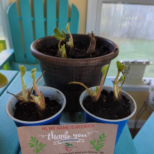 Ranunculus Aviv Rose Buy 4 Get 1 Free - Etsy