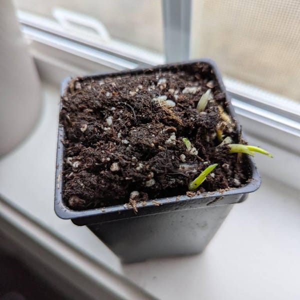 Blushing Lilac Cuttings 'krasavitsa Moskvy' Live Plant Cutting No Roots ...