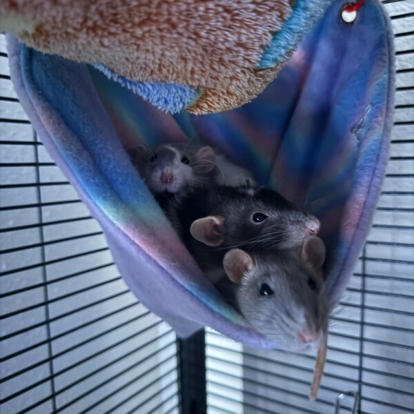 Fleece Scraps Fleece Bedding Fleece Strips Rat Toy Nesting Material Pom ...