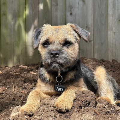 Custom Pet Tag for Dogs and Cats Personalized Weiner Hot Dog Tag Pet ID ...