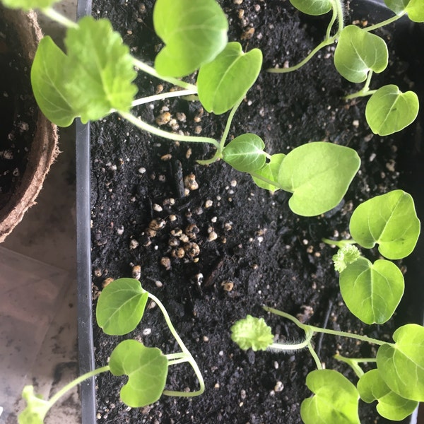 Oenothera Fruticosa Golden Sundrops Primrose Yellow Perennial 20 Seeds ...