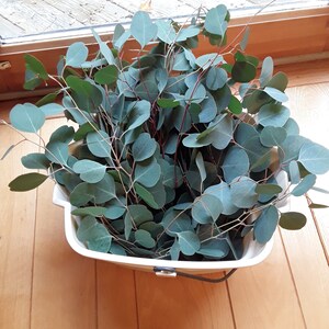 Fresh Gunni Eucalyptus/ Wedding/ Greenery/ Bouquet/ Silver | Etsy