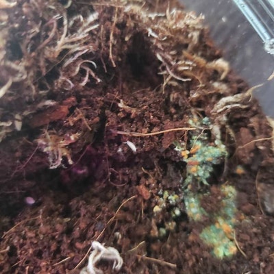 Vented Enclosure 16 Quart Reptile Isopod Terrarium Vivarium Container ...