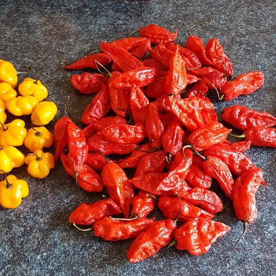 Trinidad Moruga Scorpion Pepper Dried Pods 15 Pods - Etsy