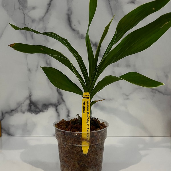 Very Rare Variegated Leaf Orchid Catasetum Cynodes Wine Delight Live ...