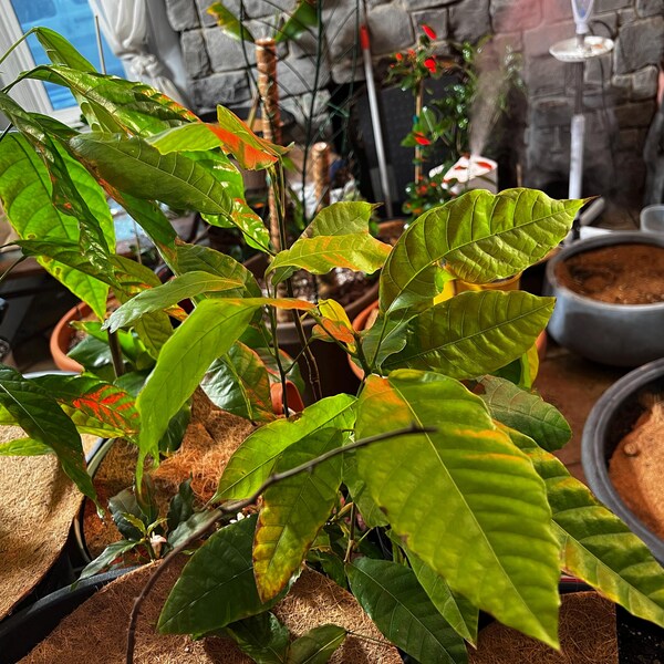 Ficus Altissima Variegata Asian Council Tree 4.5 Inch Pot Size - Etsy