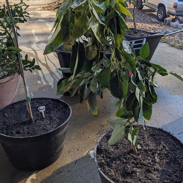 Tall Grafted 'giant Fuyu' Persimmon Tree - Fast Fruit Bearing - Rare ...
